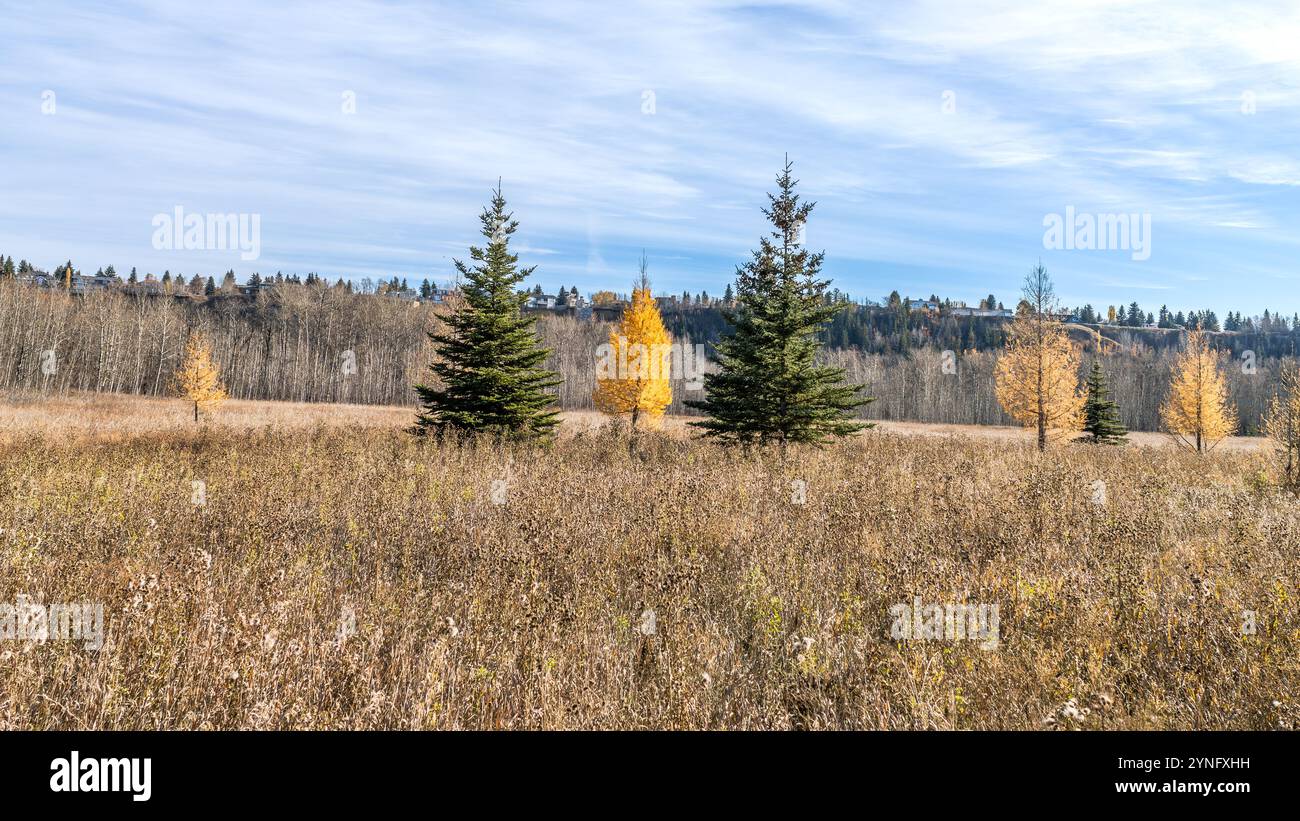 Jan Reimer Park natural area, Edmonton with yellow color larch trees in ...