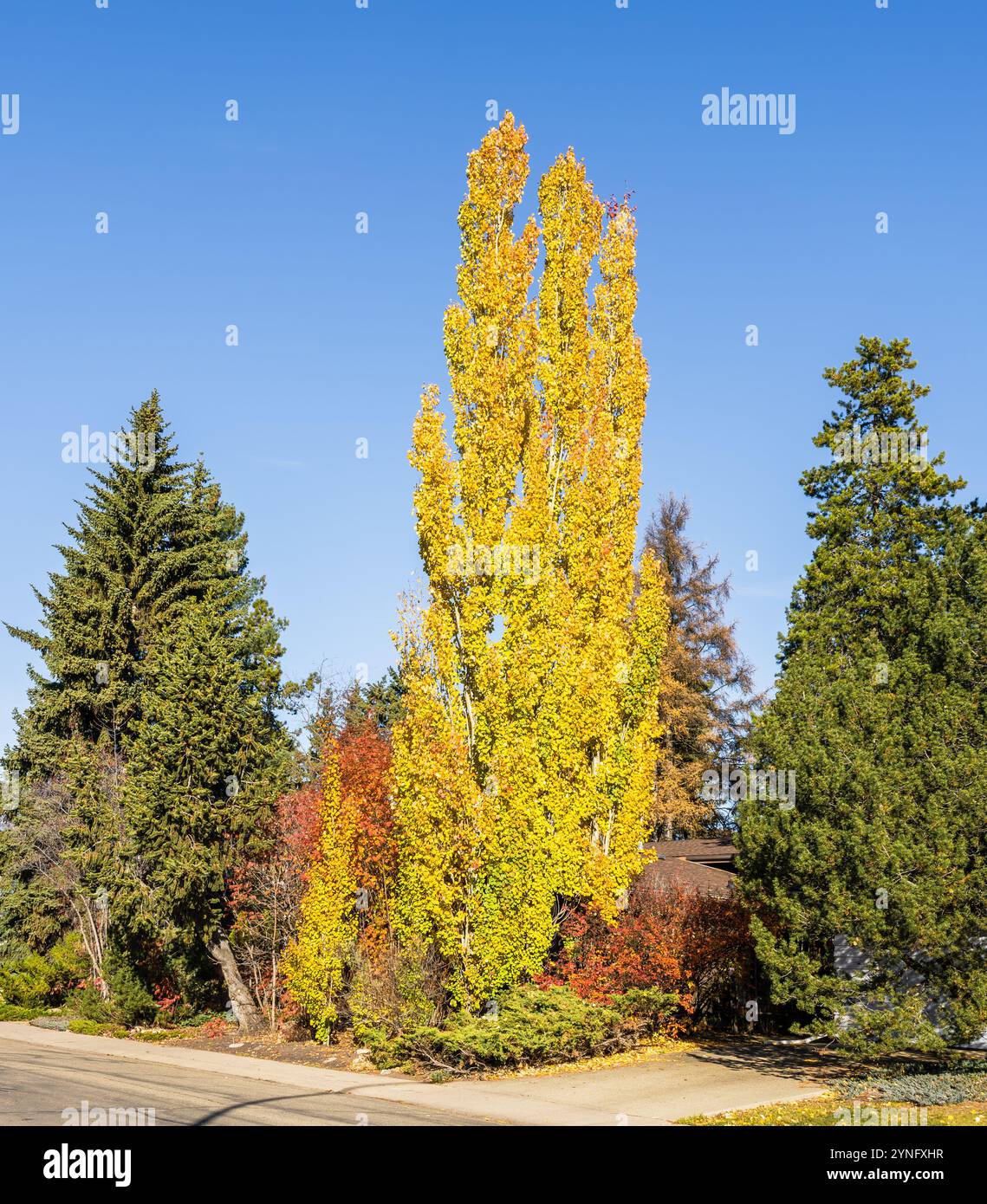 Orange poplar trees on Edmonton street in fall season with blue sky ...