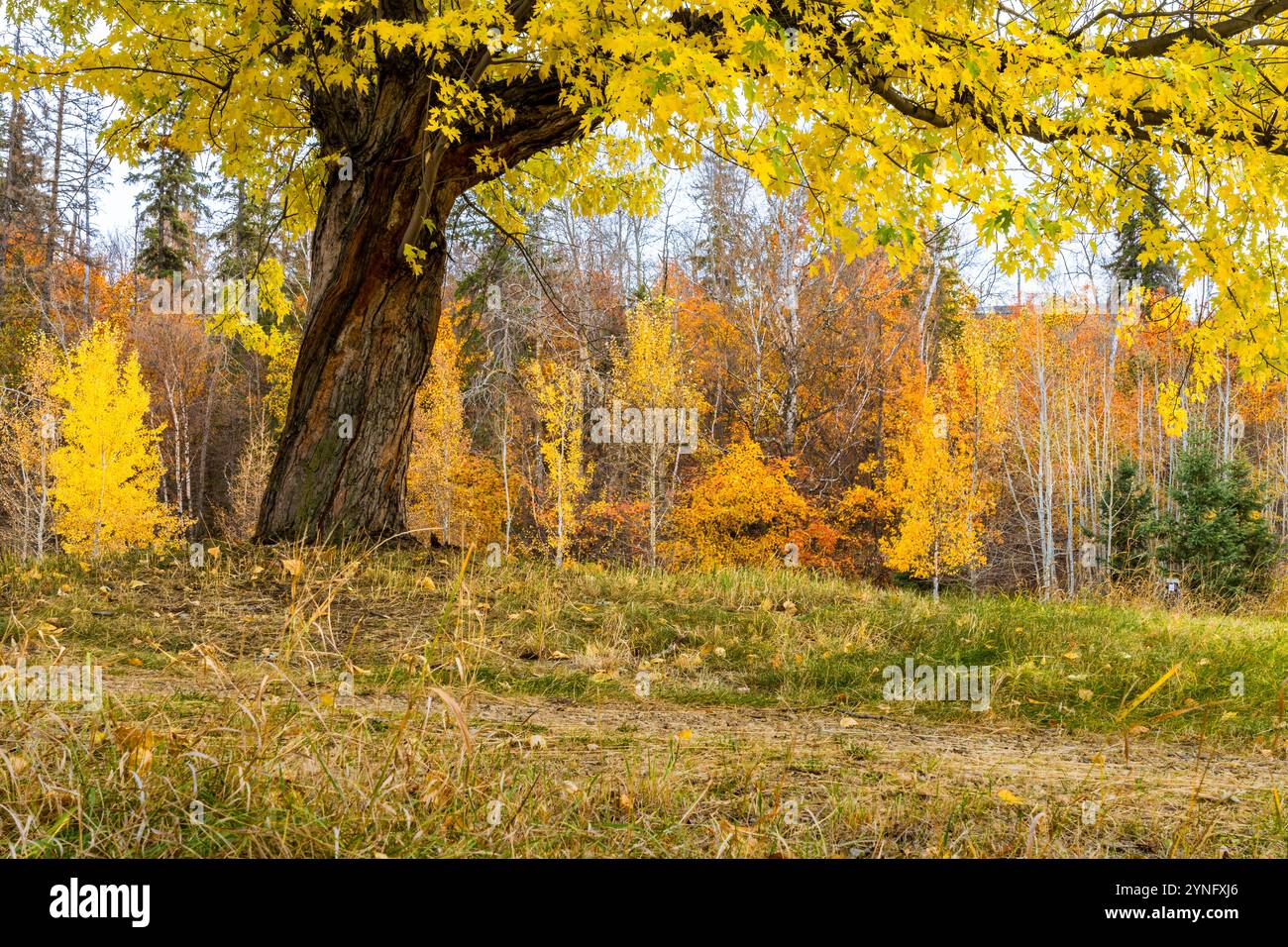 Landscape with maple tree canopy framing park trees in fall colors ...