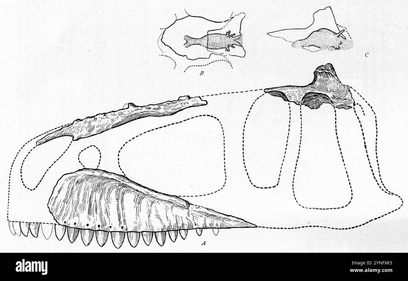 Carcharodontosaurus saharicus skull diagram Stock Photo - Alamy