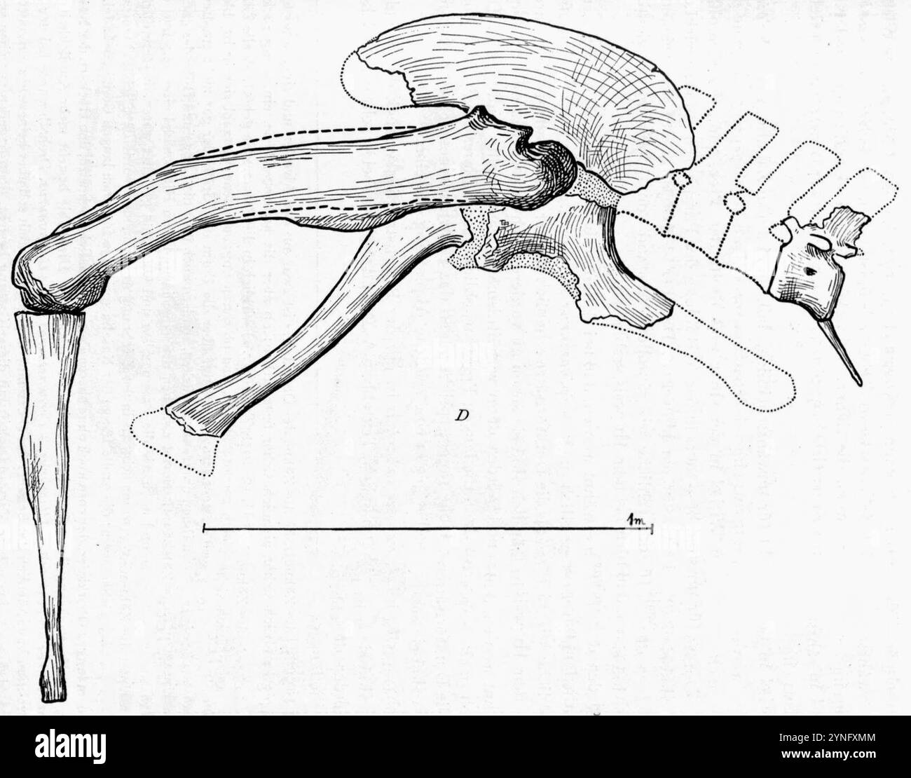 Carcharodontosaurus saharicus pelvis and leg Stock Photo - Alamy