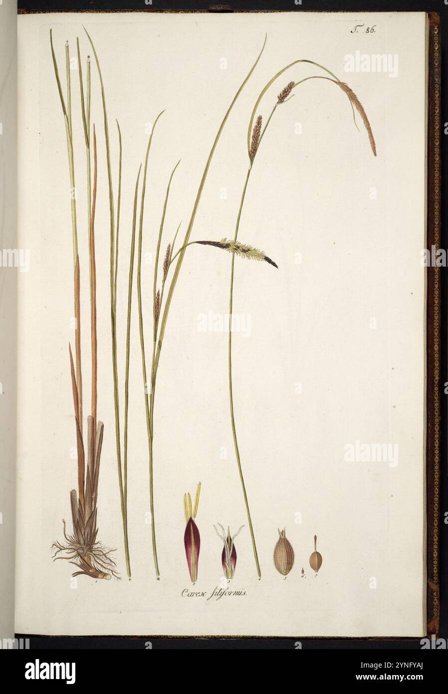 Carex filiformis illustration (02 Stock Photo - Alamy