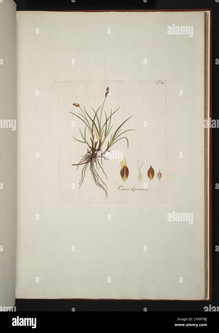 Carex leporina illustration (01 Stock Photo - Alamy