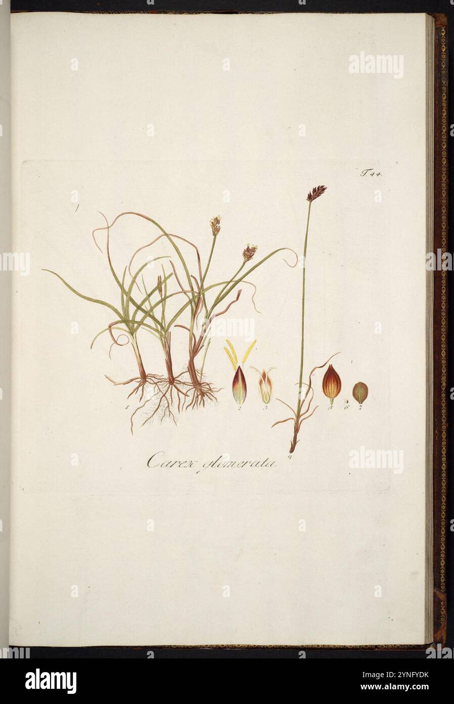 Carex vulpina illustration (01 Stock Photo - Alamy