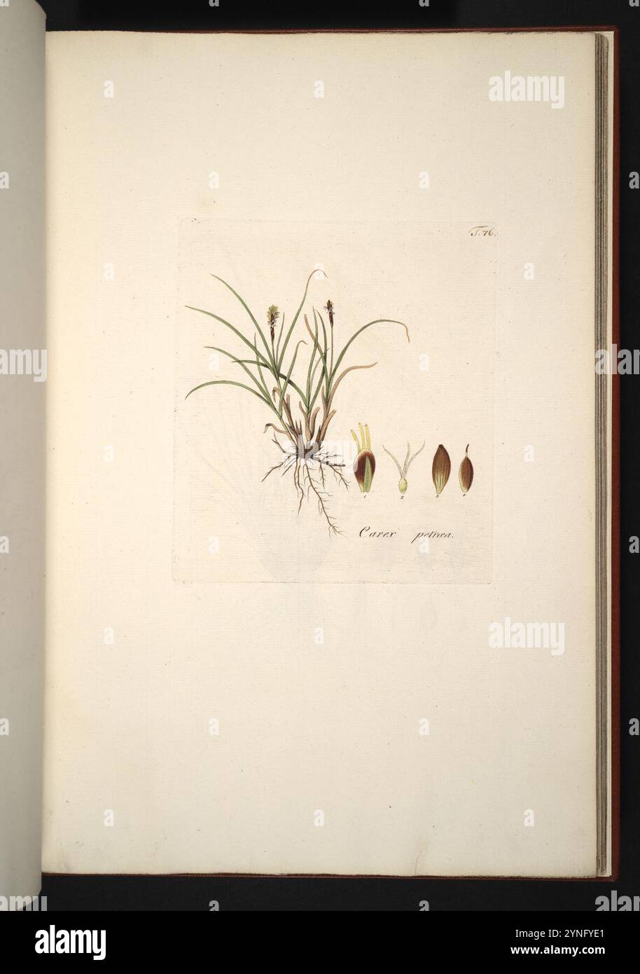 Carex rupestris illustration (01 Stock Photo - Alamy