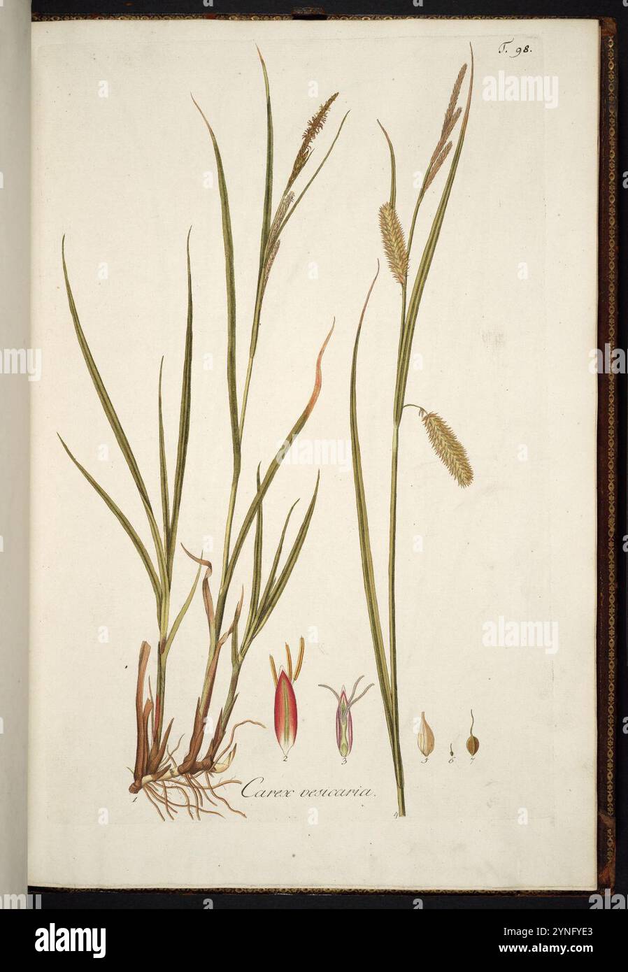 Carex vesicaria illustration (01 Stock Photo - Alamy