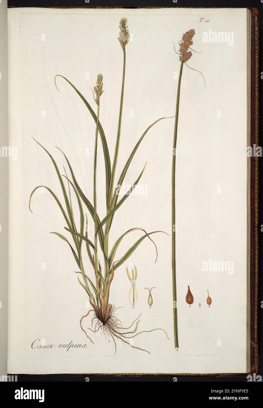 Carex vulpina hi-res stock photography and images - Alamy