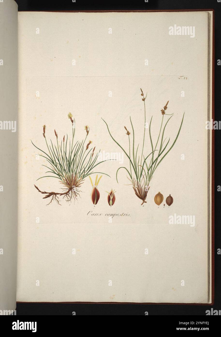 Carex supina illustration (01 Stock Photo - Alamy
