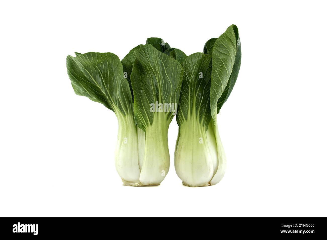 Fresh bok choy vegetables stand upright against a plain white ...