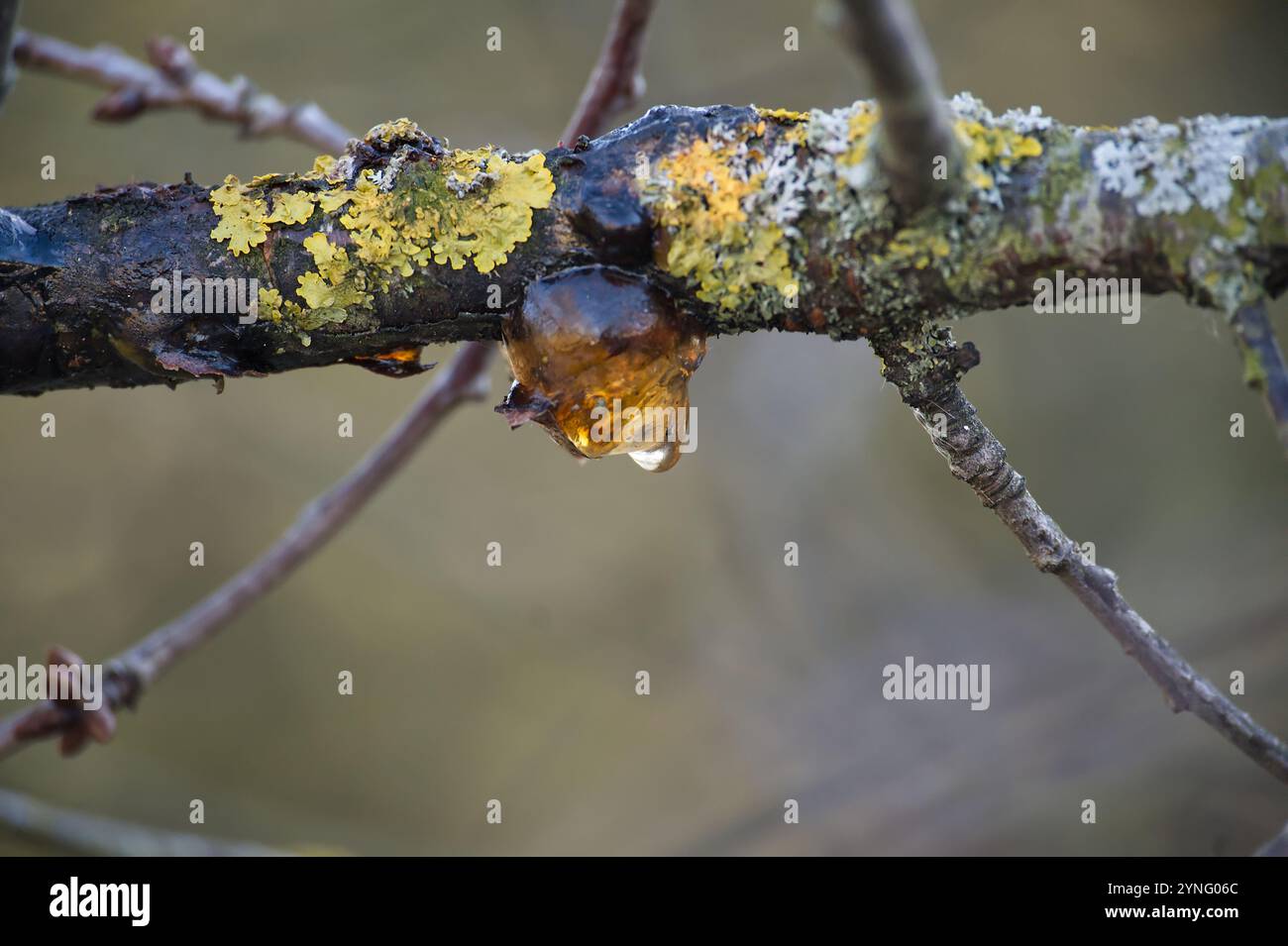 Beautiful golden tree sap hi-res stock photography and images - Alamy
