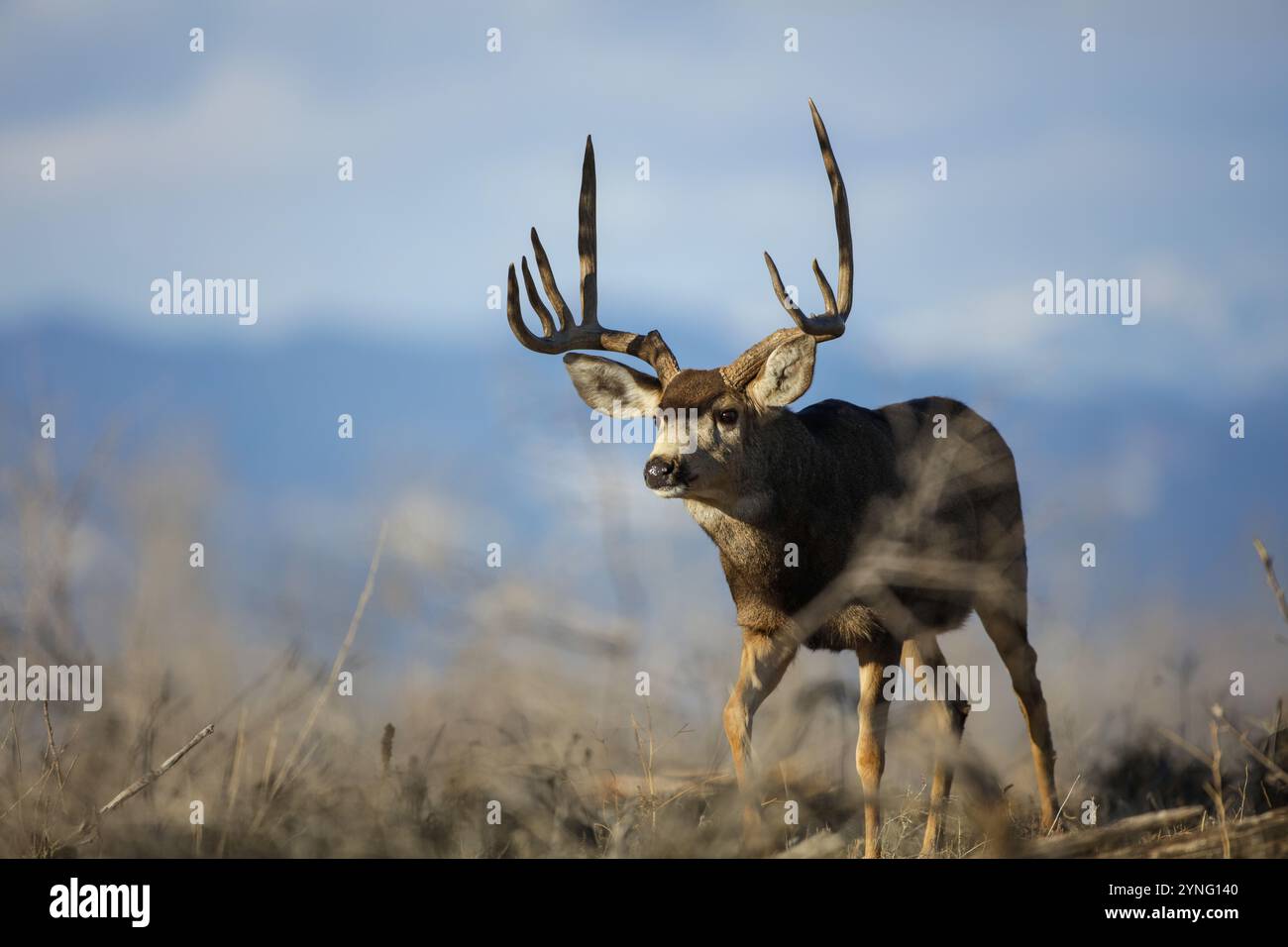 A large mule deer buck during the November rut in Colorado Stock Photo ...