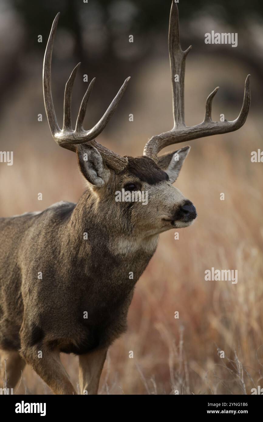 A large mule deer buck during the November rut in Colorado Stock Photo ...