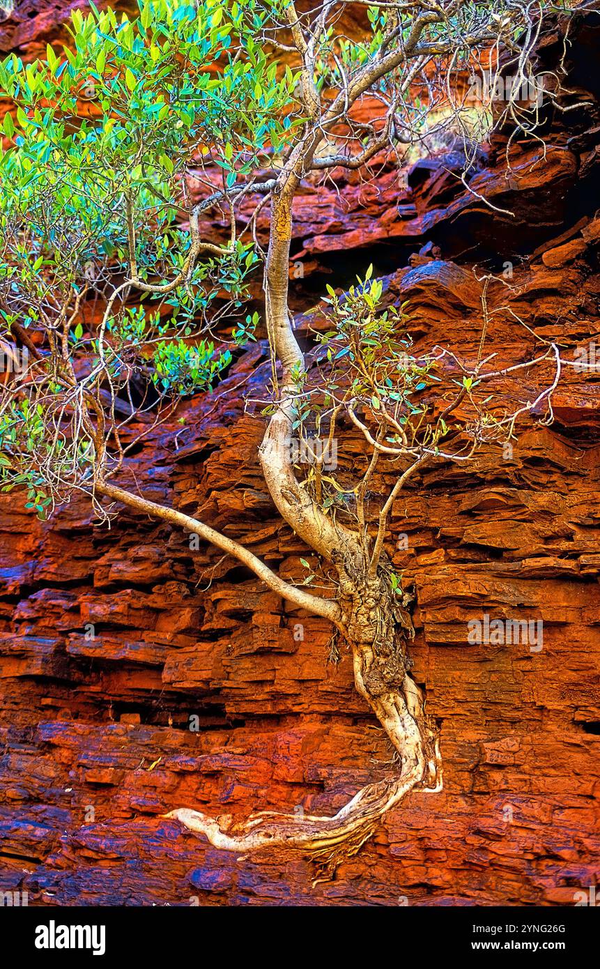 Eucalyptus Gum Tree growing from rock in Hamersley Gorge, Pilbara ...