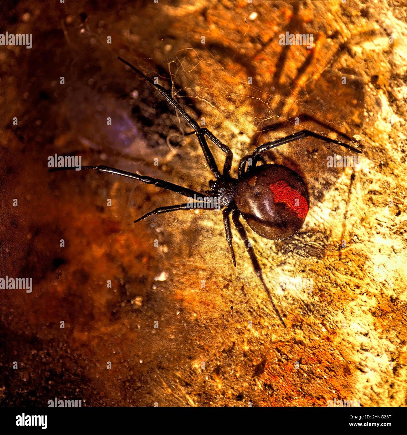 Redback Spider, Western Australia Stock Photo - Alamy