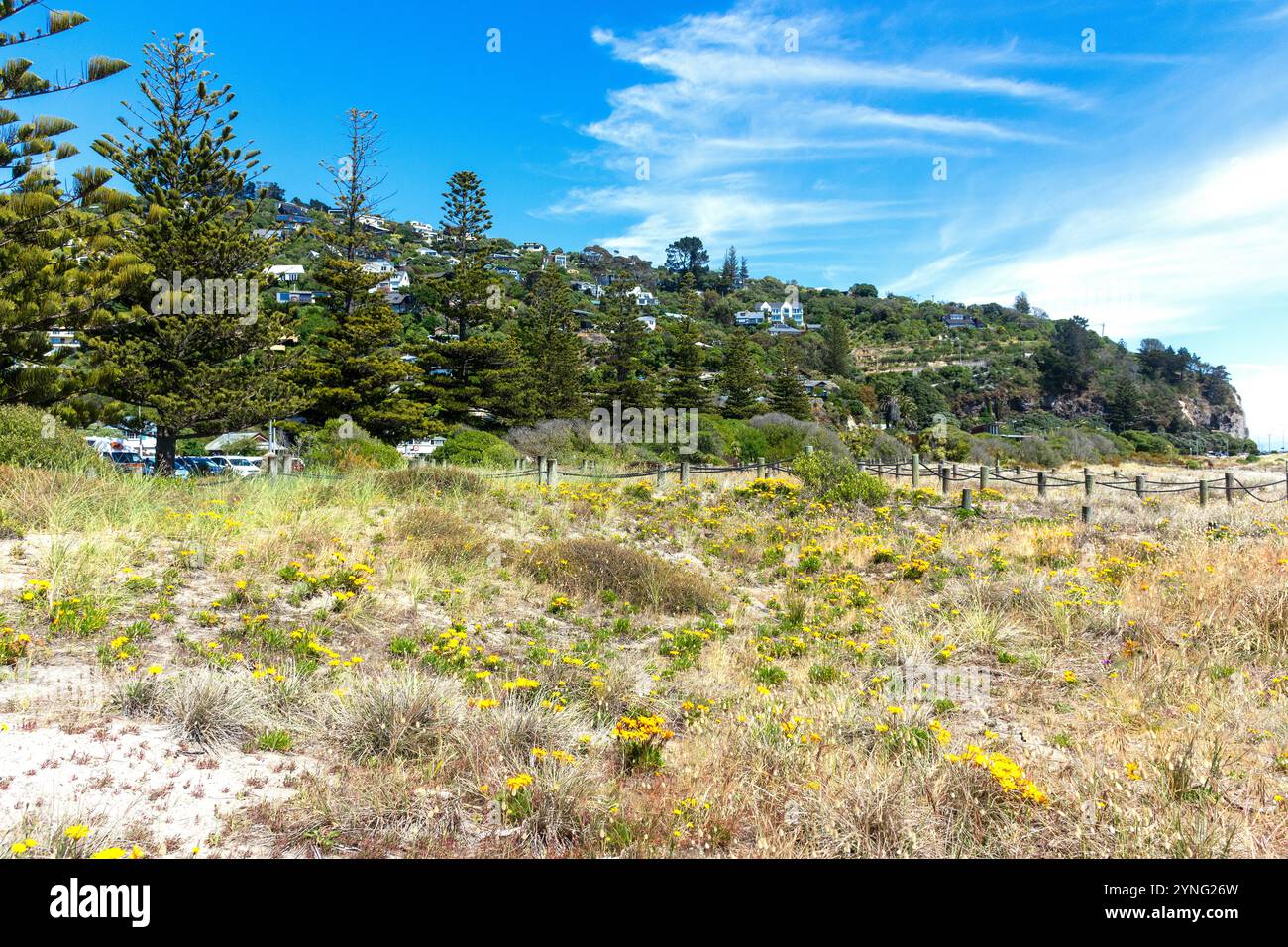 Wild flowers in sand dunes, Sumner Beach, Sumner, Christchurch ...