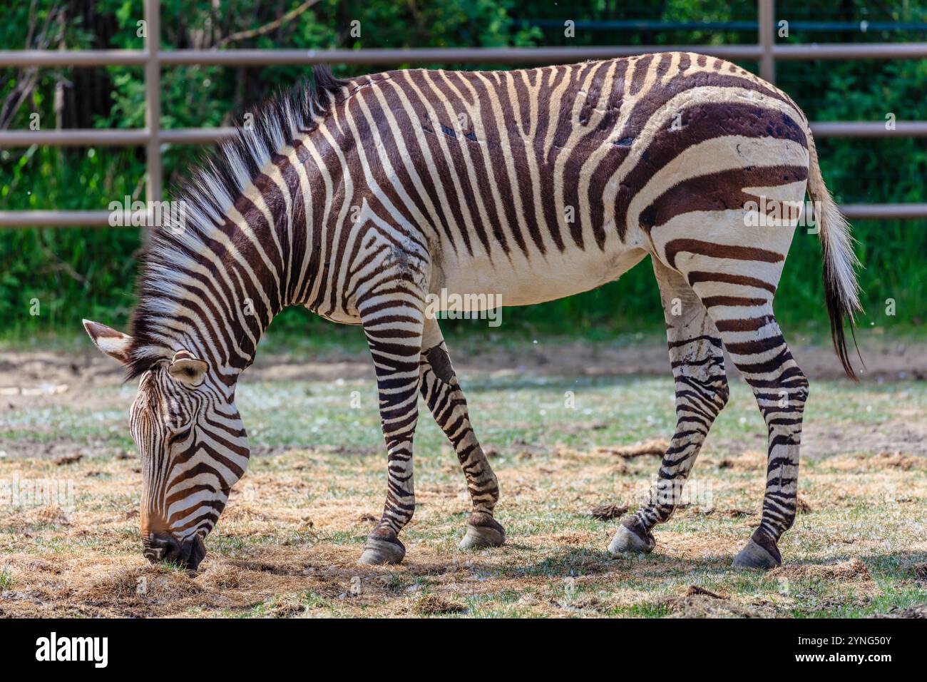 A zebra is eating grass in a field. The zebra is eating in a fenced ...