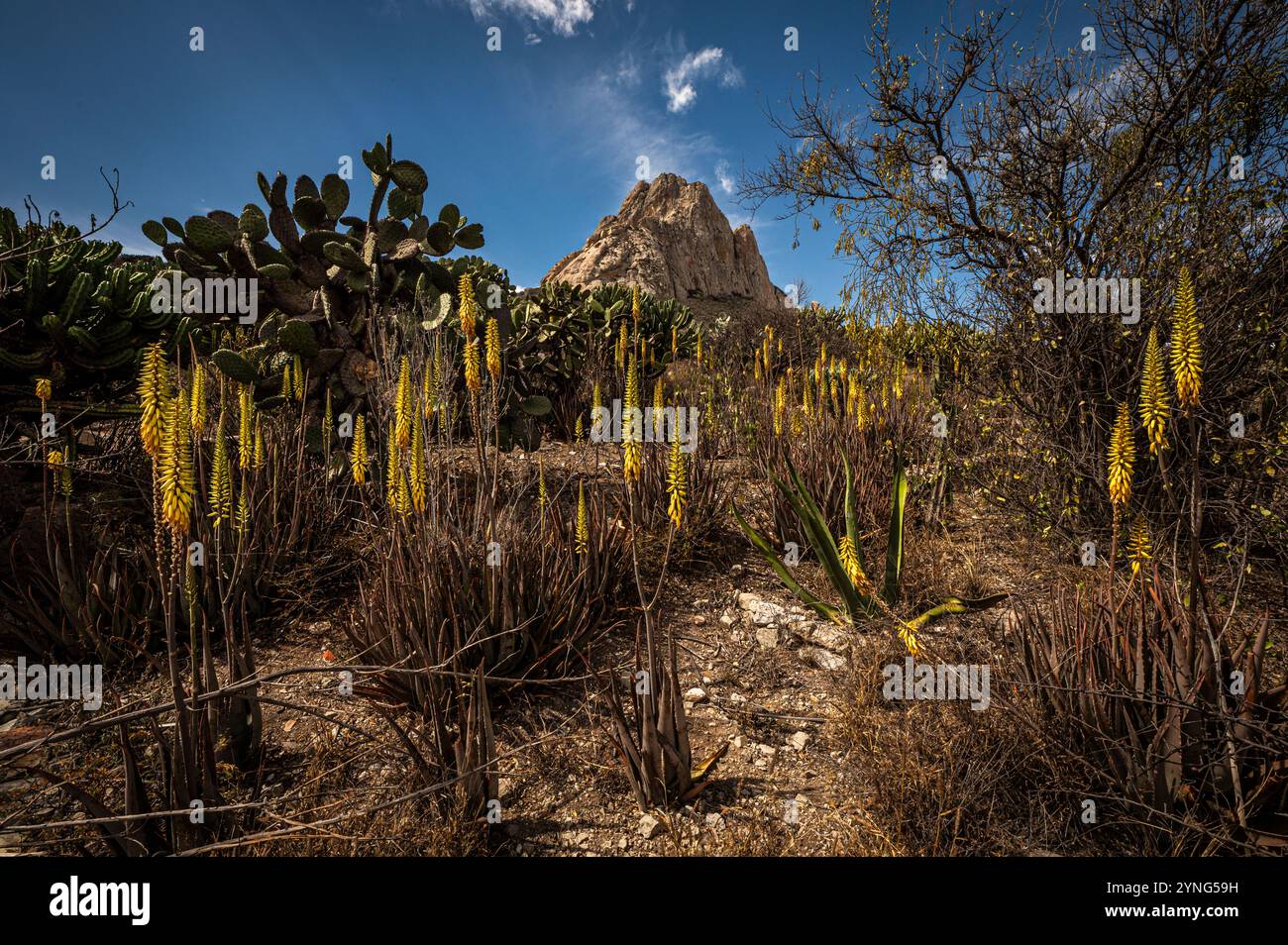 Flora de queretaro hi-res stock photography and images - Alamy