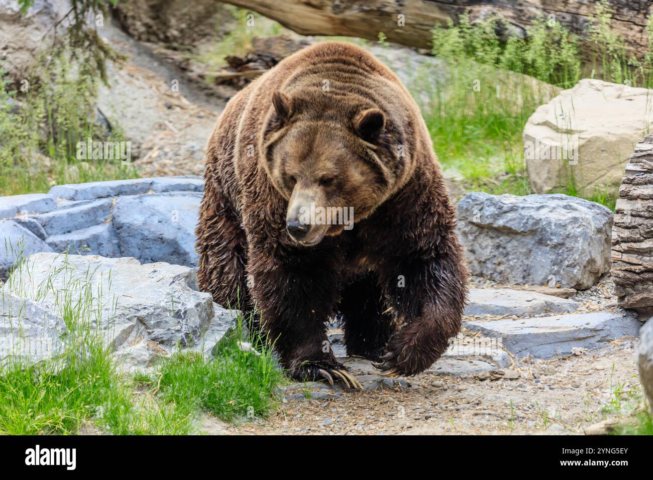 A large brown bear is walking on a rocky path. The bear appears to be ...