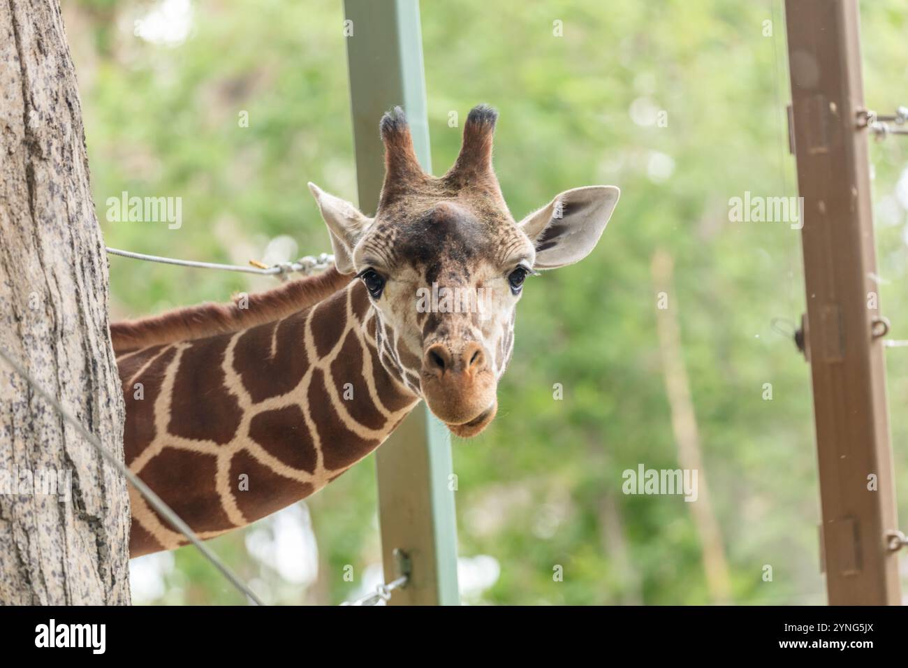 A giraffe is looking at the camera. The giraffe is in a zoo enclosure ...