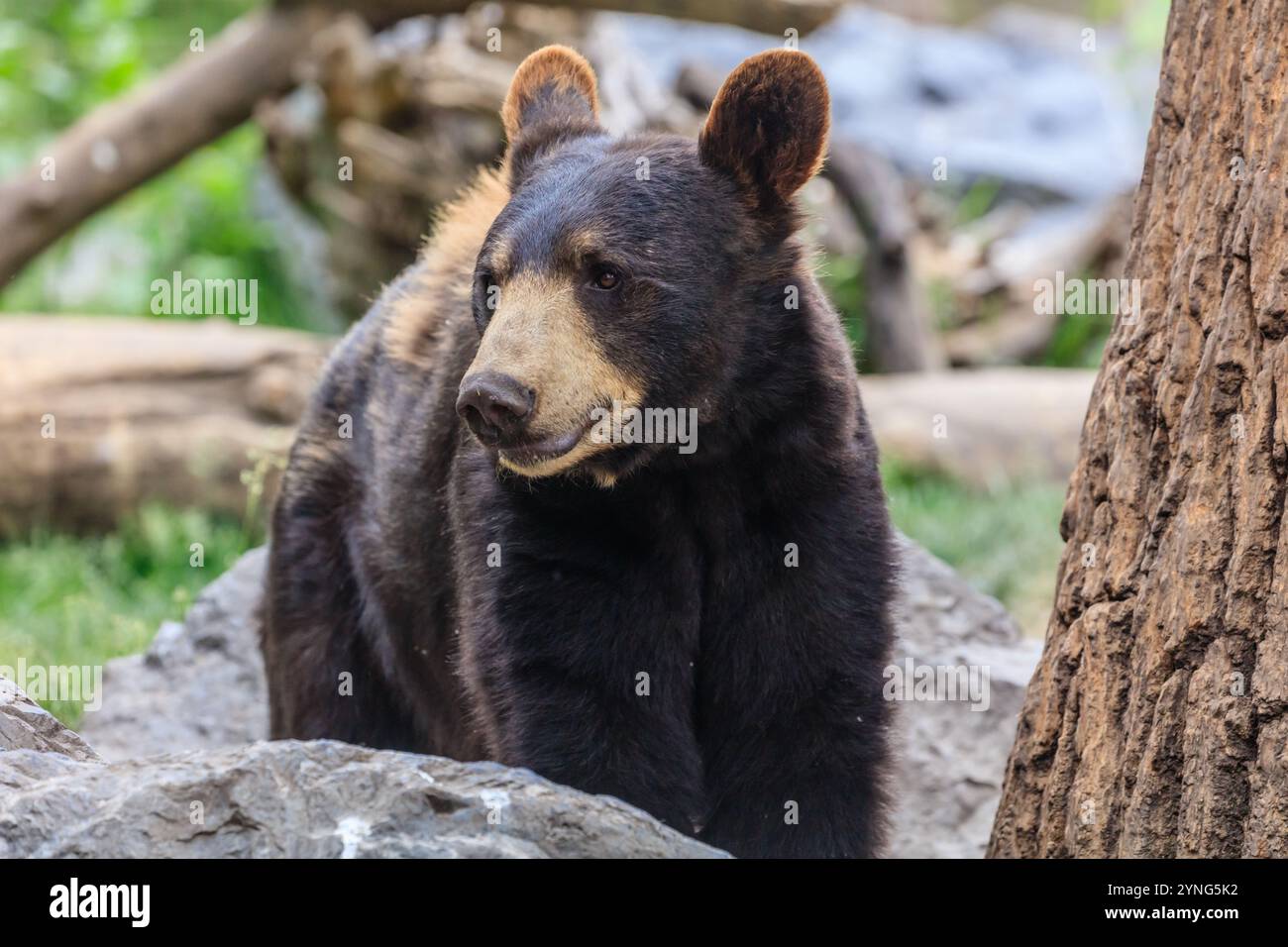 A black bear stands in front of a tree. The bear is looking at the ...