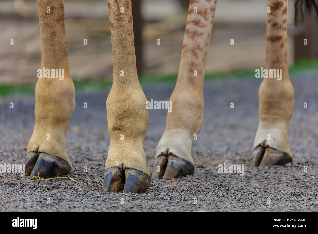 The legs of a giraffe with a tan and brown color. The legs are on a ...
