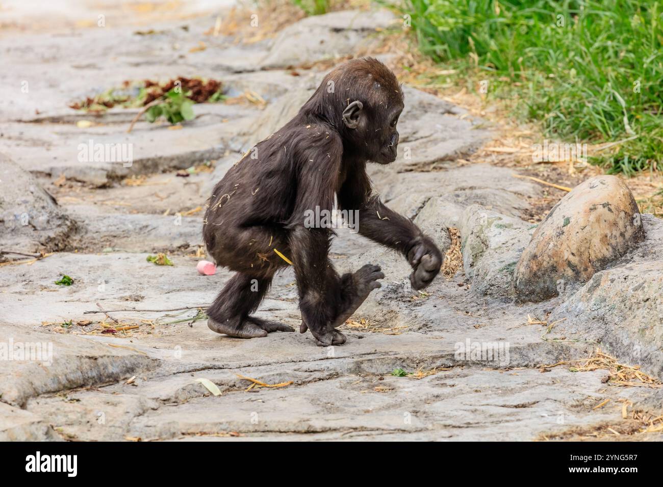 A baby gorilla is walking on a rocky path. The baby is small and has a ...
