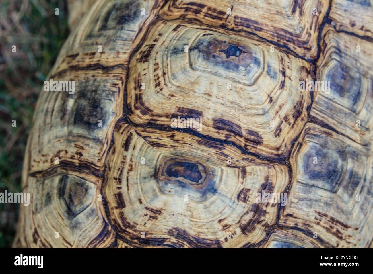A tortoise with a brown shell. The shell has a pattern of brown and ...