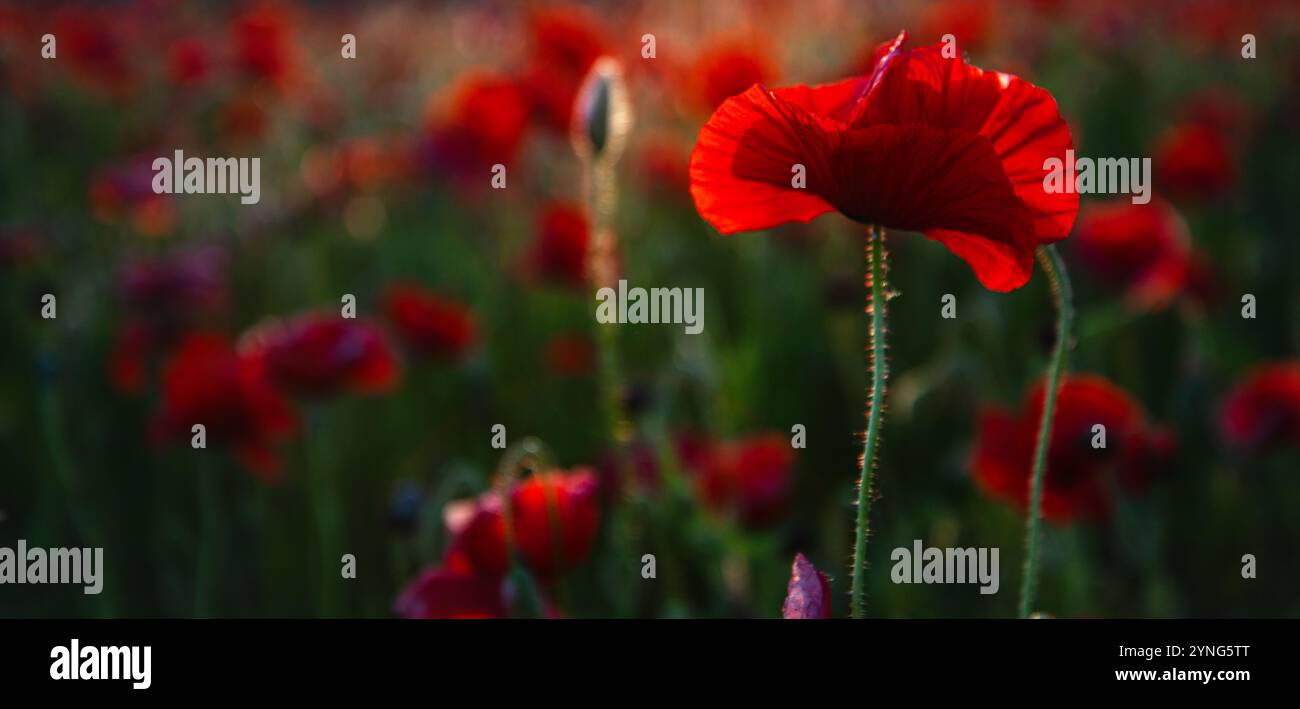 Anzac day. Remembrance day, Memorial day. Red poppies. Vivid poppy ...