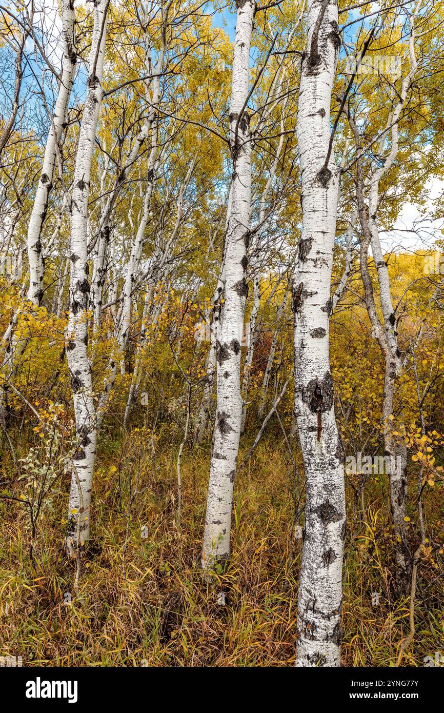 A forest of birch trees with yellow leaves. The trees are tall and have ...
