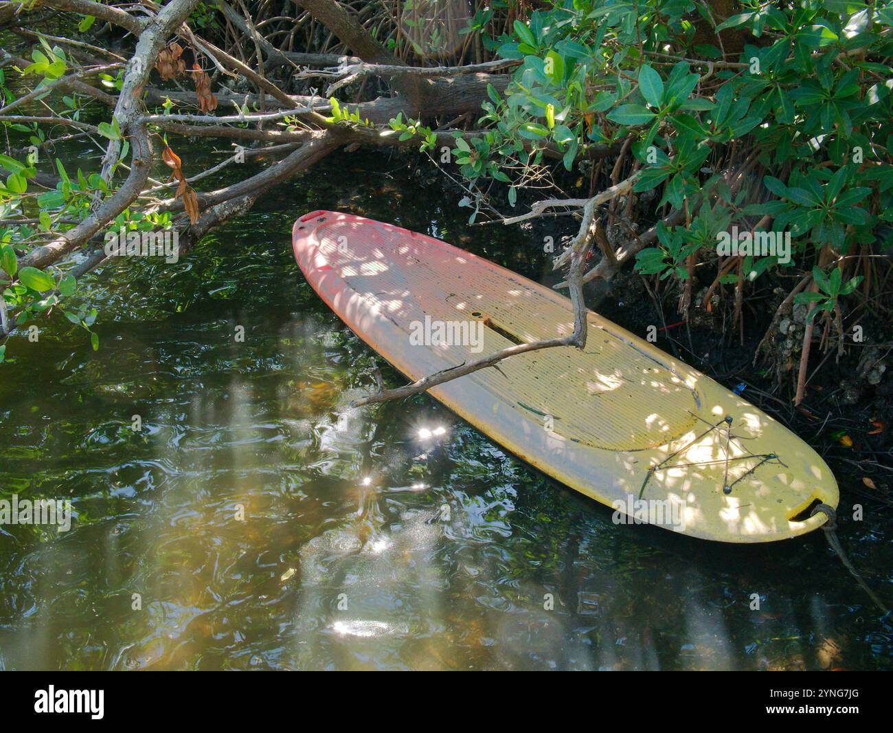 Old weathered Yellow Paddleboard tied up near green mangrove in shallow ...