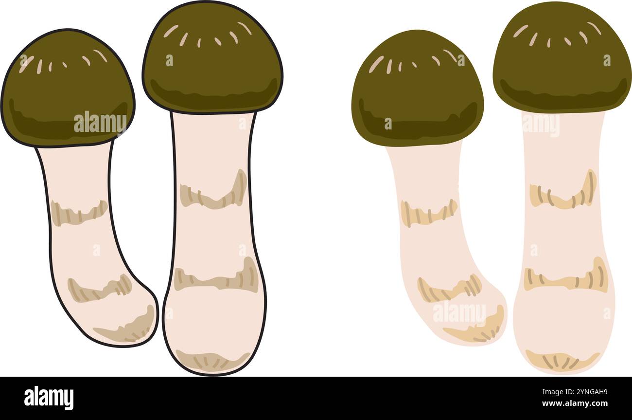 Matsutake mushroom Stock Vector Images - Alamy