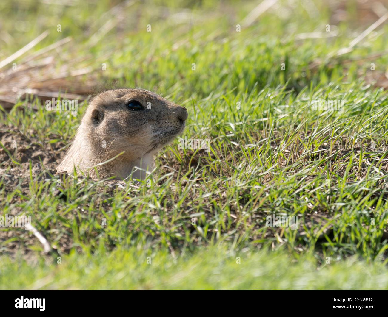 Close up of the head of a black-tailed prairie dog poking its head out ...