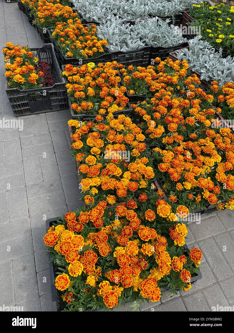 flower boxes for planting in flower beds Stock Photo - Alamy