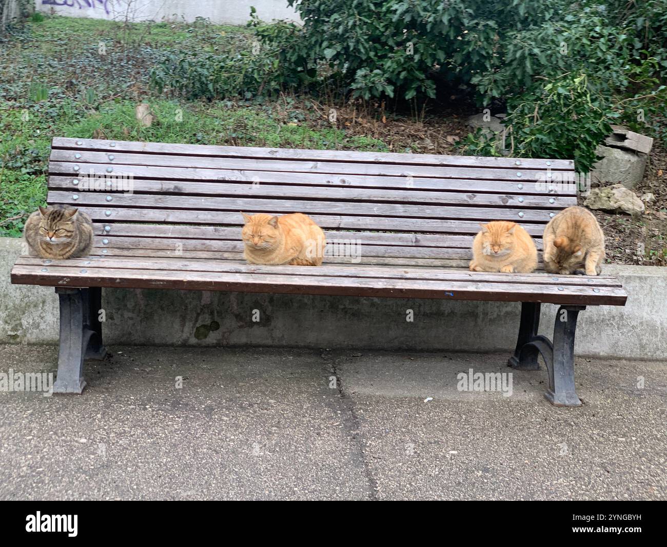 cats sleeping on an outdoor bench Stock Photo - Alamy
