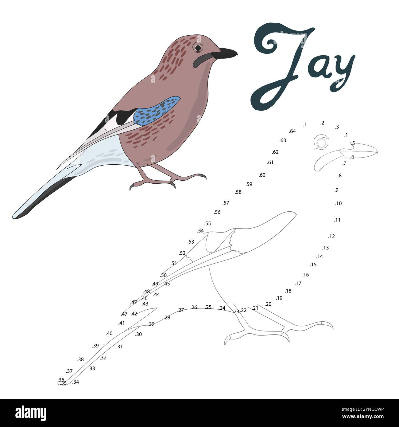 Jay feathers Stock Vector Images - Alamy