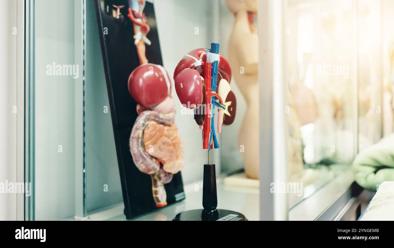 Internal organs human anatomy hi-res stock photography and images - Alamy