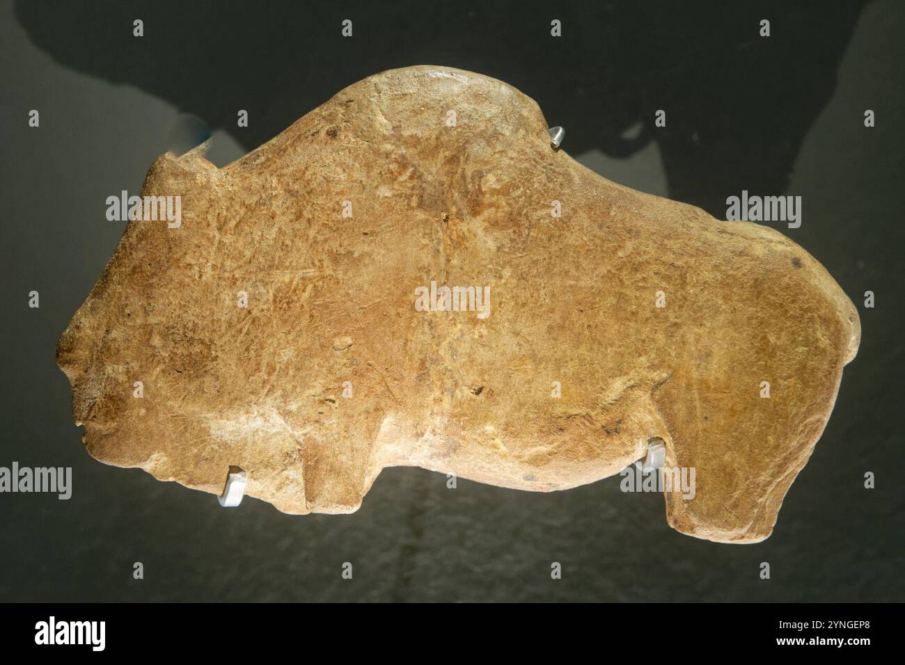 Carved bison Isturitz MAN ArtsEtPrehistoire Stock Photo - Alamy