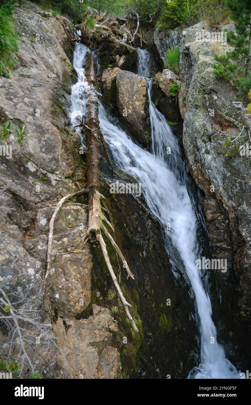 El tronco del arbol hi-res stock photography and images - Alamy