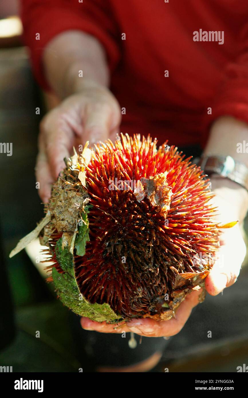 Red durian (unidentified species) that freshly harvested in the forest ...
