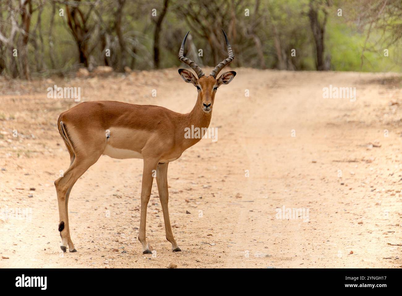 Harnessed Bushbuck close-up, Kruger National Park, South Africa Stock ...