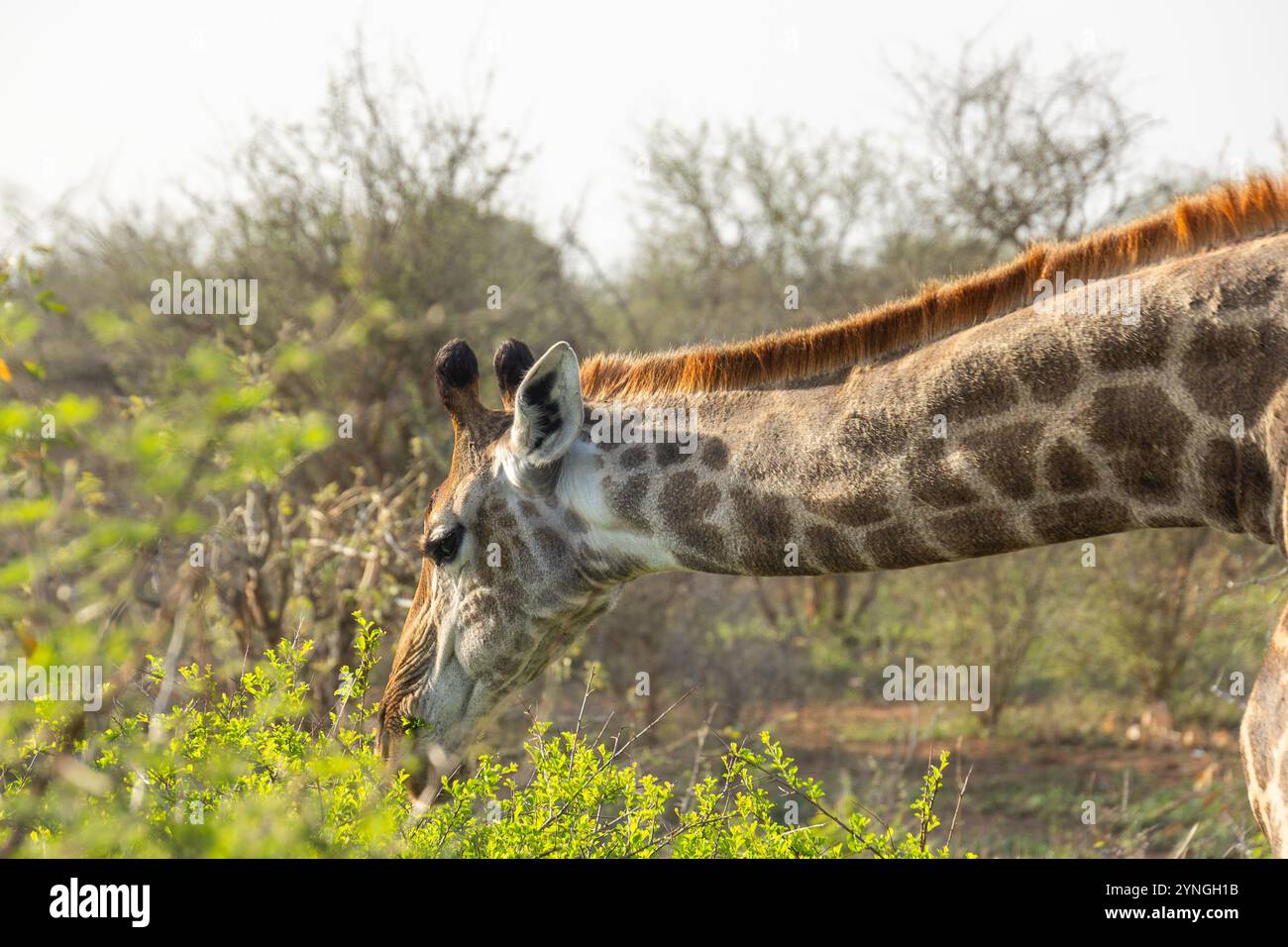 Giraffe in Kruger National Park, South Africa Stock Photo - Alamy