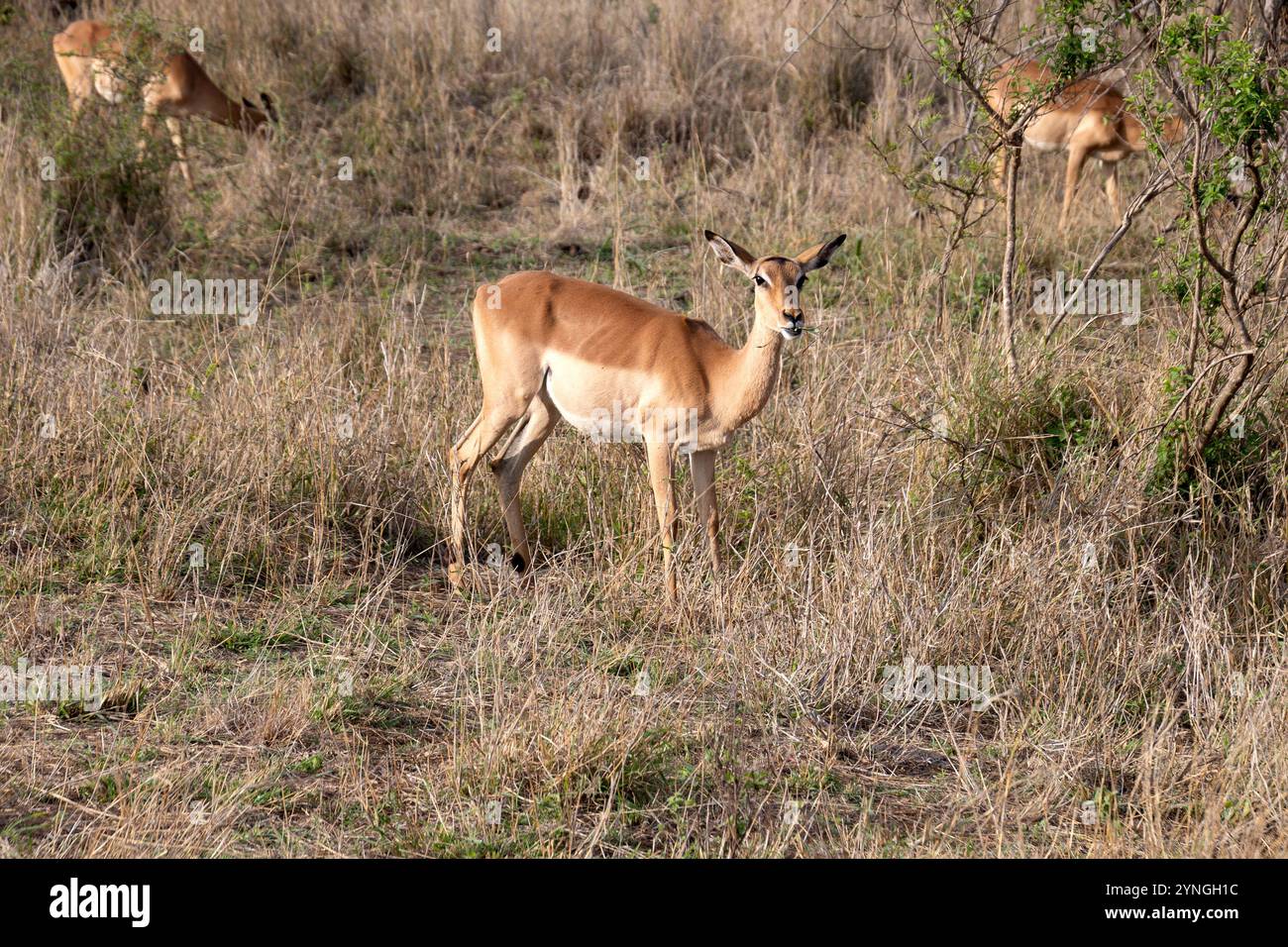 Harnessed Bushbuck close-up, Kruger National Park, South Africa Stock ...