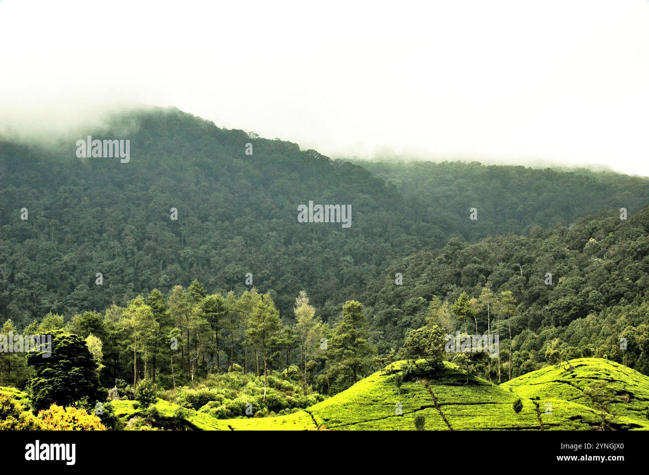 Tea plantation landscape below Mount Patuha volcano in Ciwidey, Bandung ...
