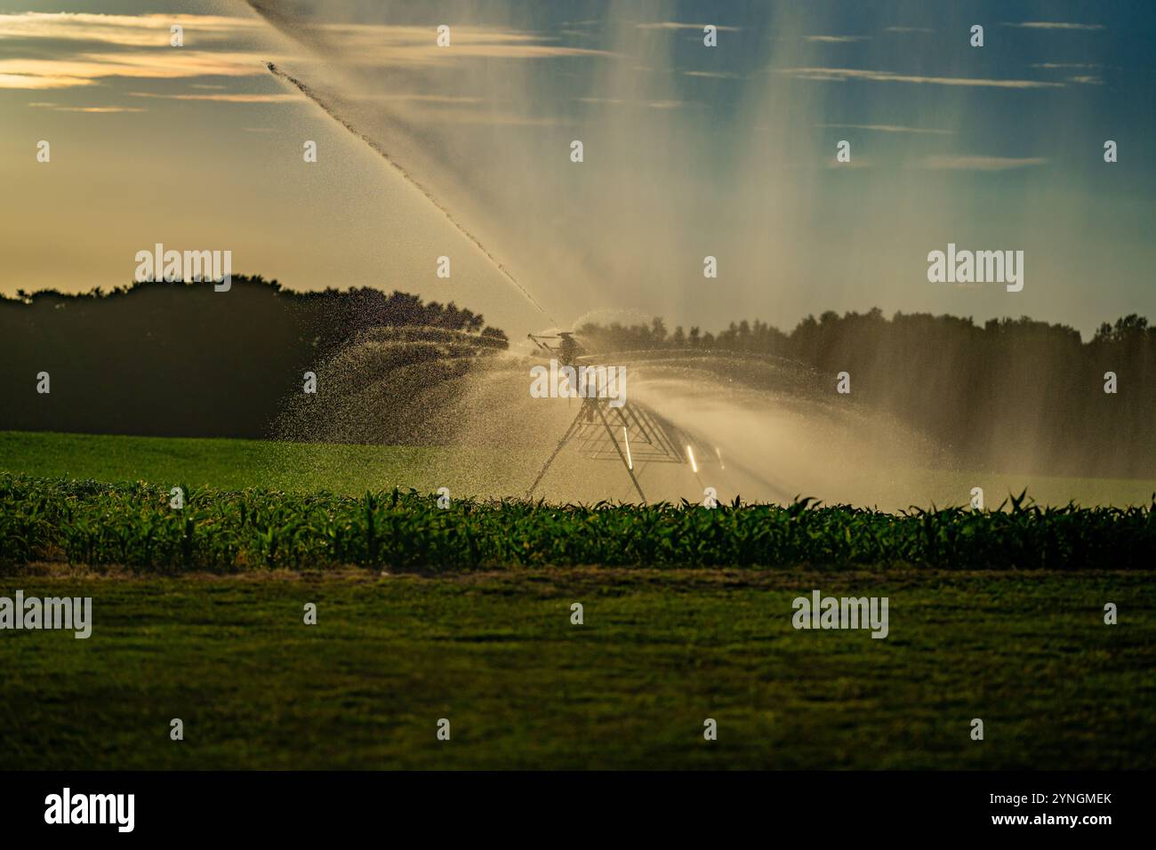 Irrigation system is watering summer field. Automatic Sprinkler ...