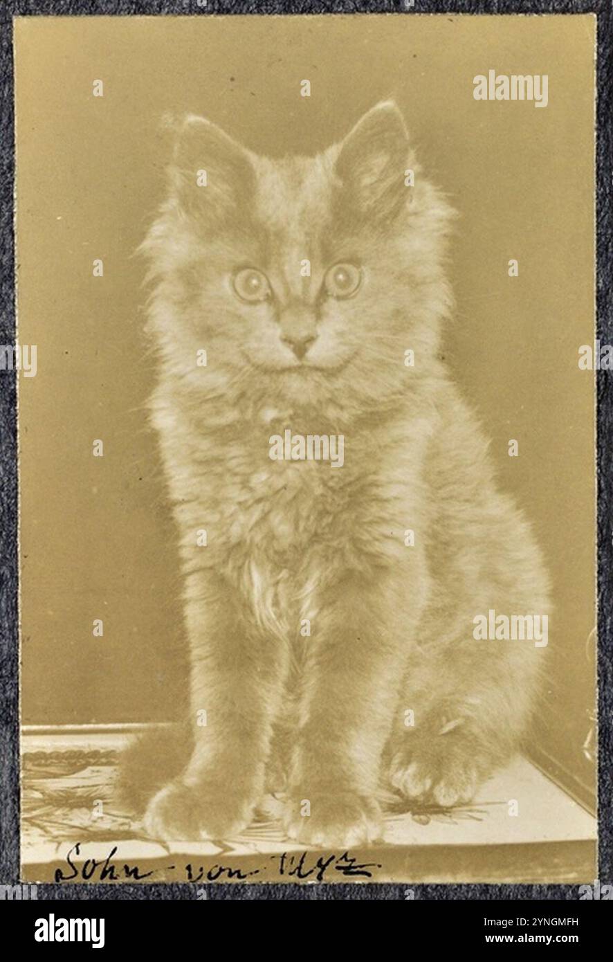 Cat, Paul Klee (1905 Stock Photo - Alamy