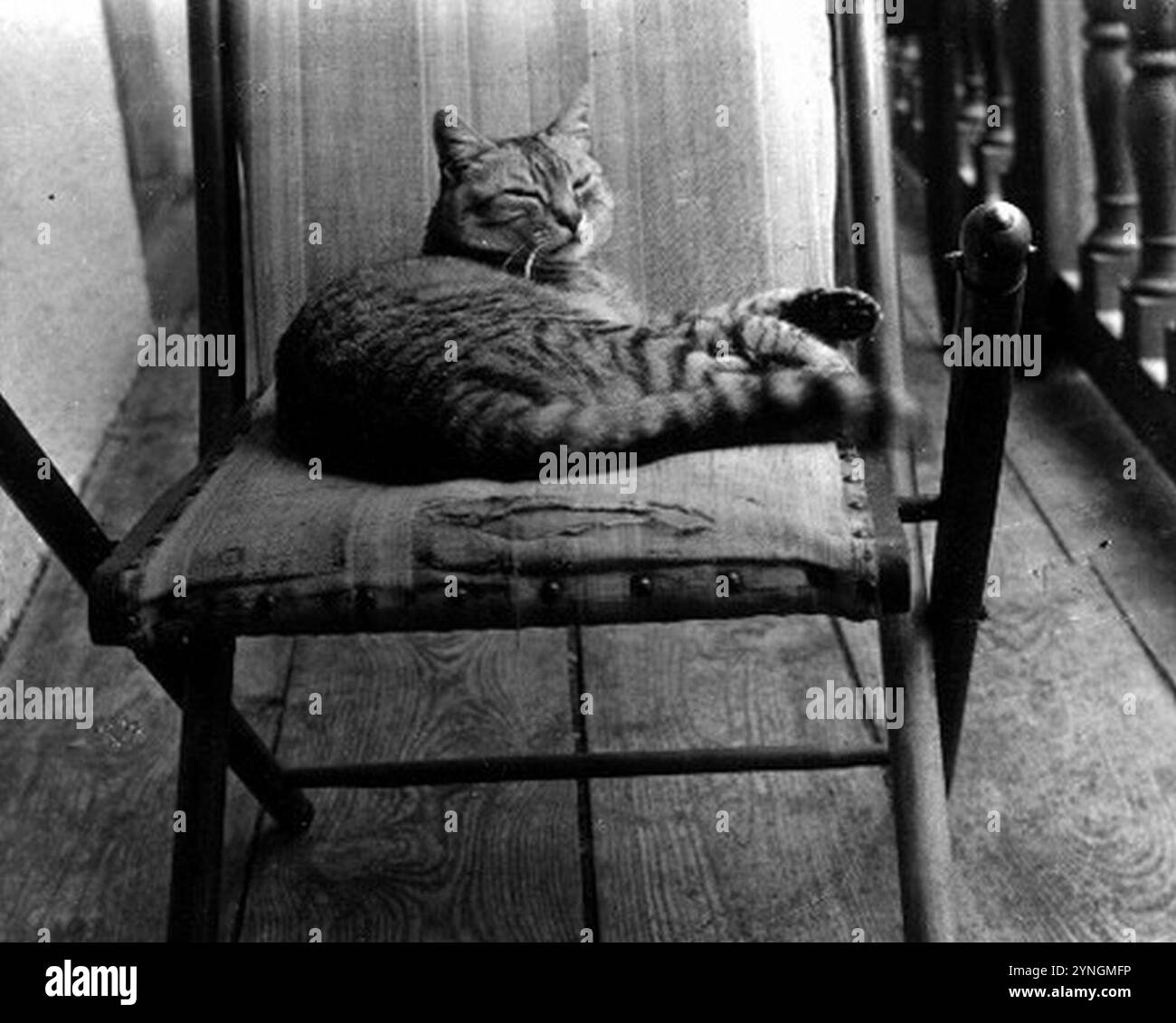 Paul klee cat hi-res stock photography and images - Alamy