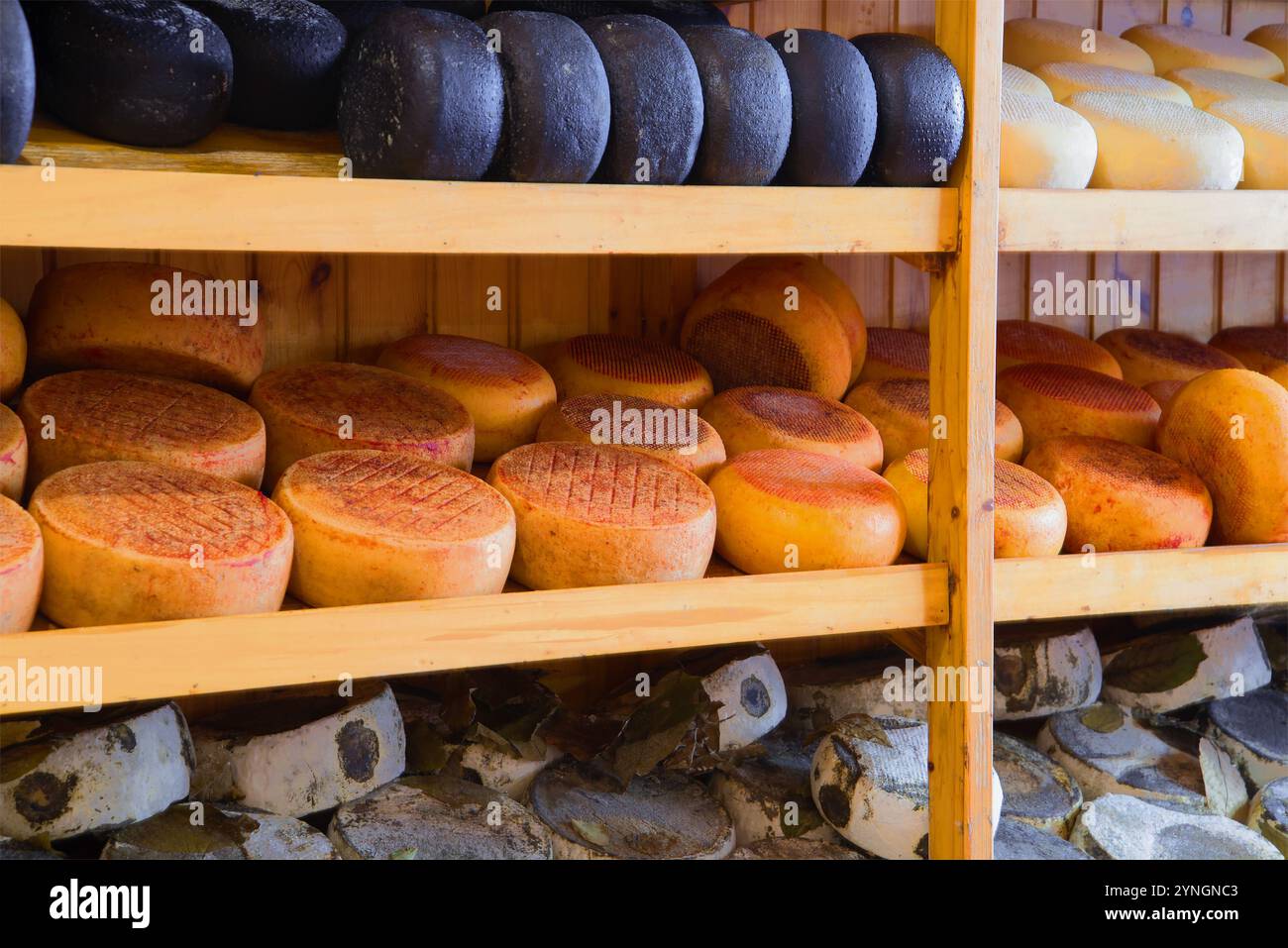 Multi-colored cheeses of different grades on shelves. Tuscany, Italy ...