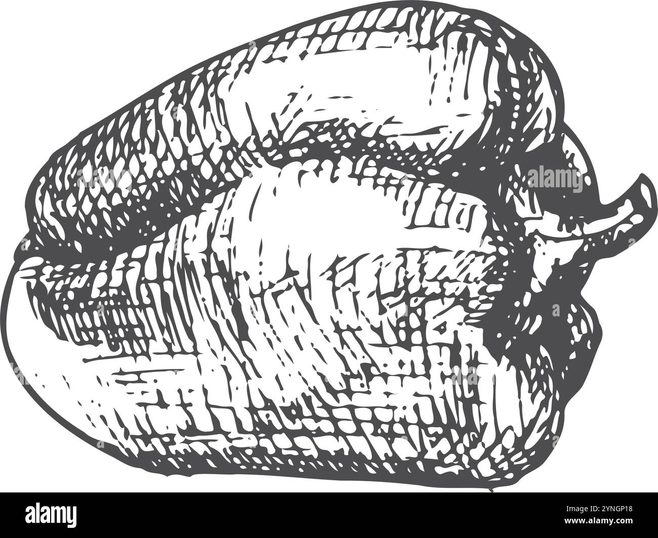 Market pepper engraving Black and White Stock Photos & Images - Alamy