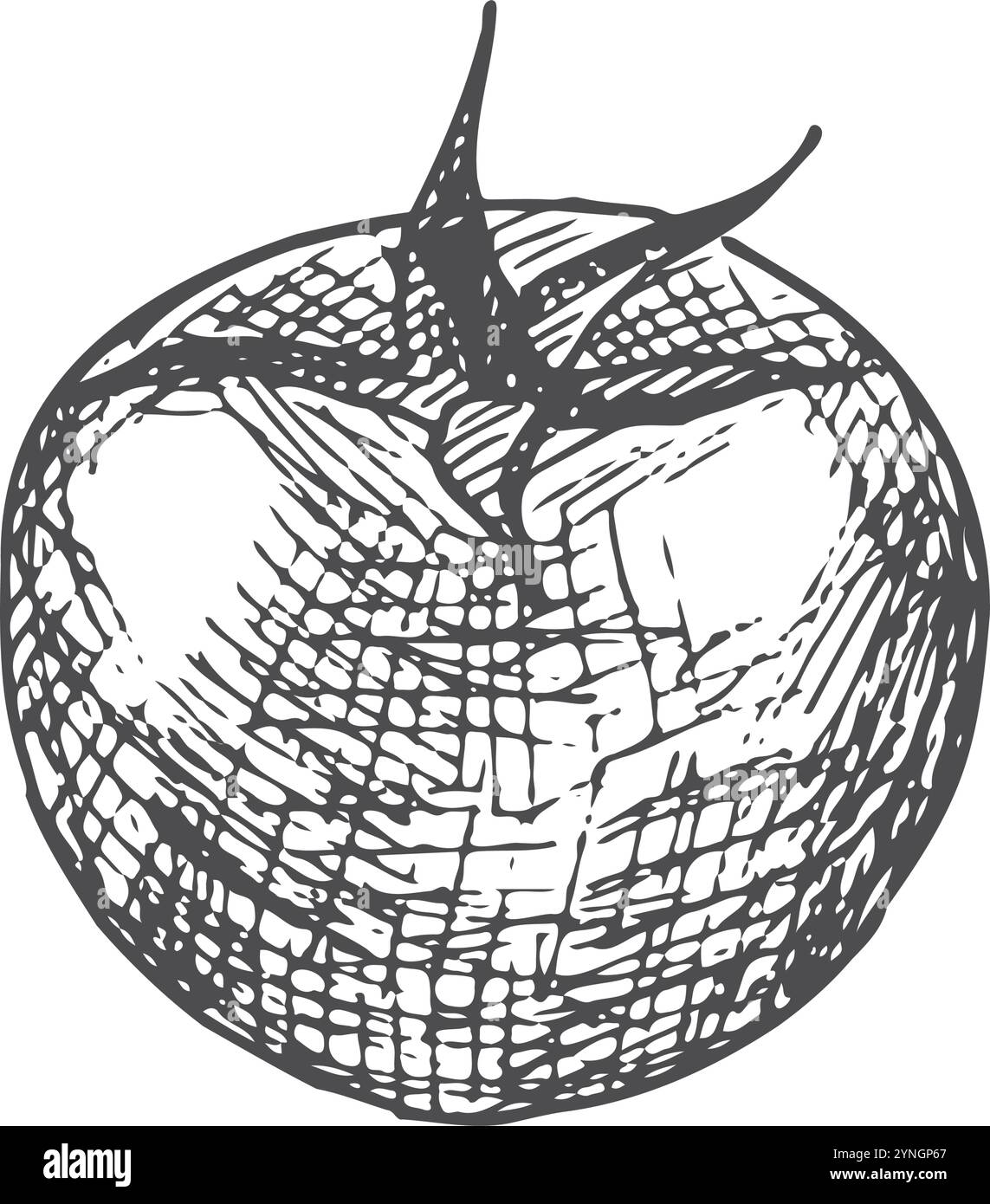 Pen and Ink hand drawn tomato on white background. Vector illustration ...