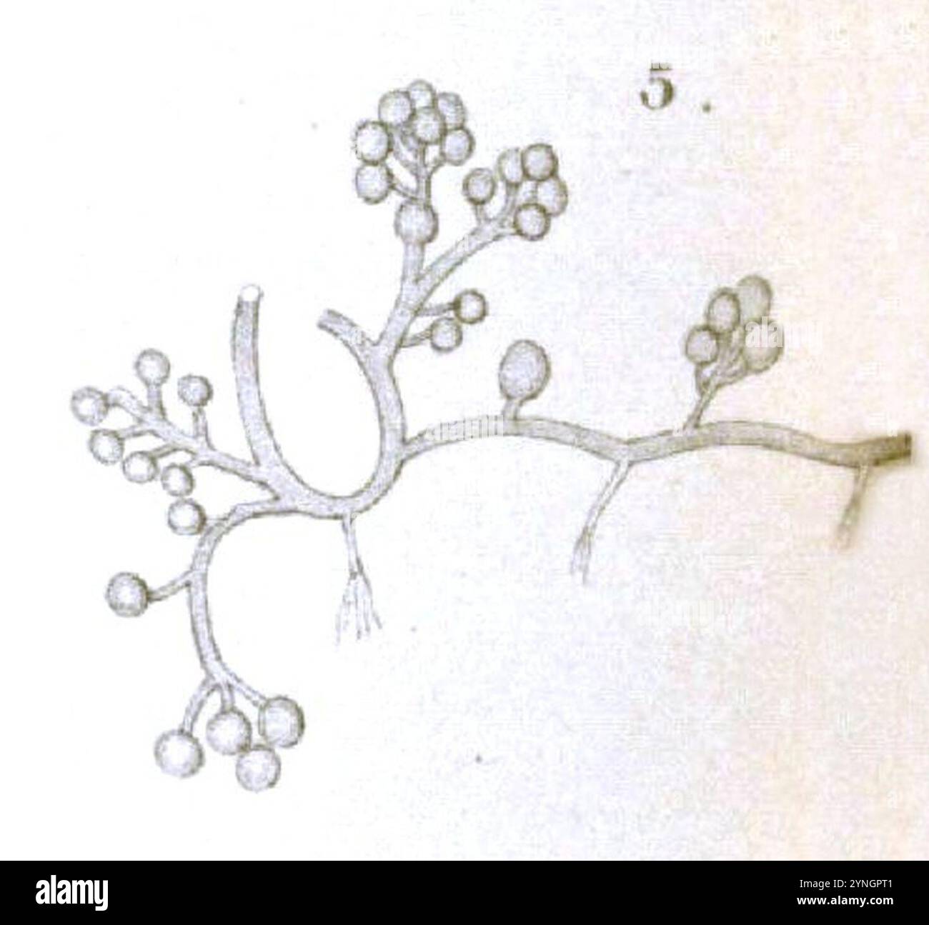 Caulerpa microphysa as Caulerpa racemosa f. microphysa in Weber-van ...